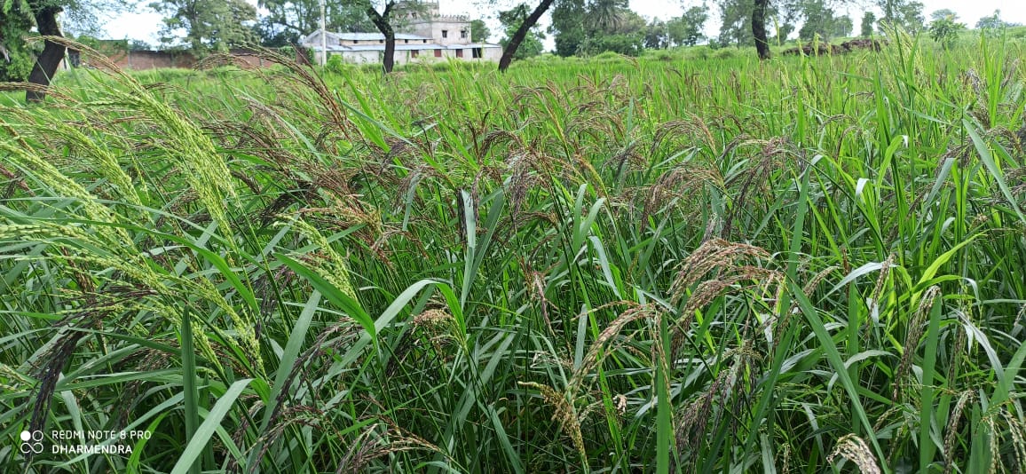 Indigenous black rice (Manipuri Cha-Khao) cultivation in India ...