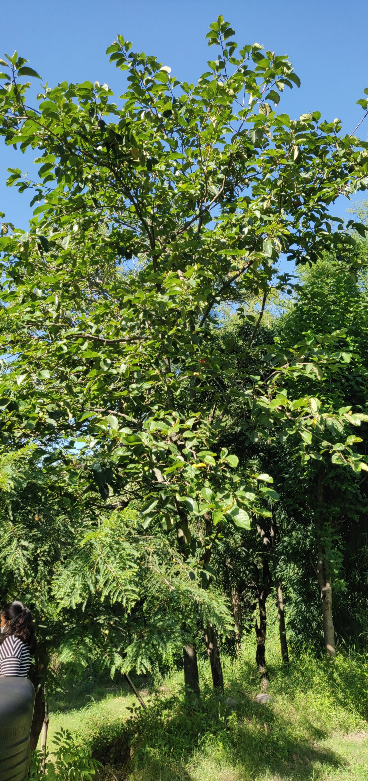 Monkey Jack: The best alternative as a fodder crop – Abhinava Krishi